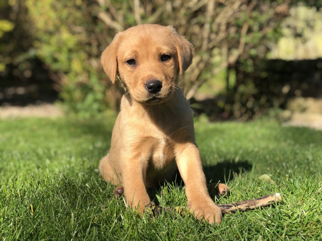 Our School Dog - Lowca Community School